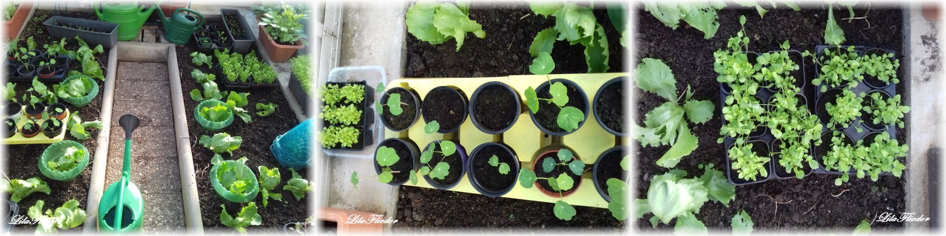 Lila-Flieder-Garten: Obst und Gemüse 2020 - ein Rückblick