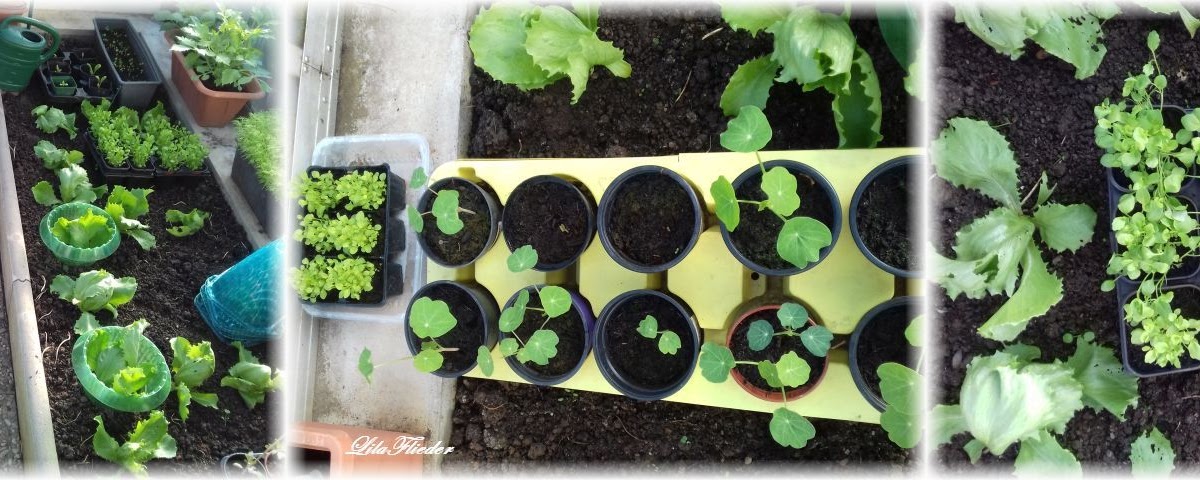 Lila-Flieder-Garten: Obst und Gemüse 2020 - ein Rückblick