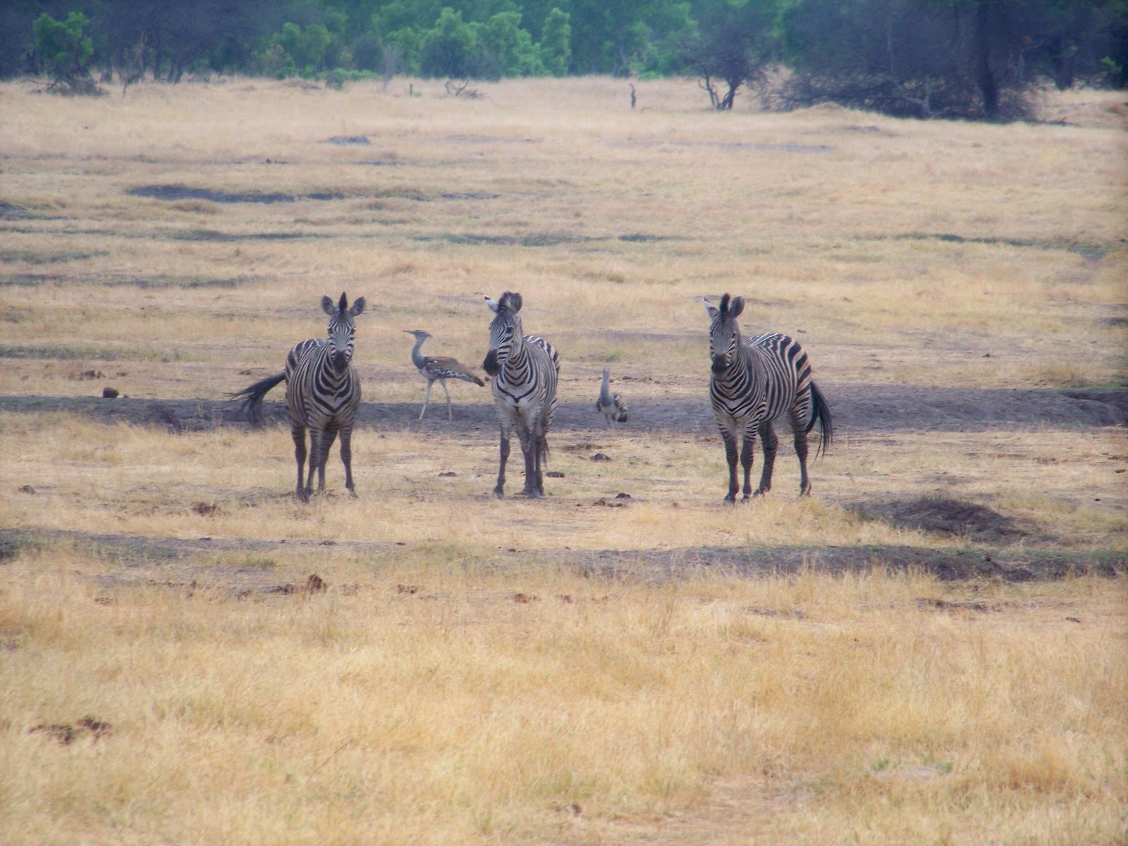 Adventures In Zimbabwe: Fauna