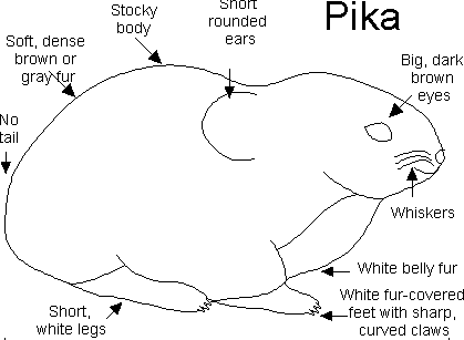Rabbits, Hares and Pikas - Amazing Facts - Ask My Brain - Get More Knowlege