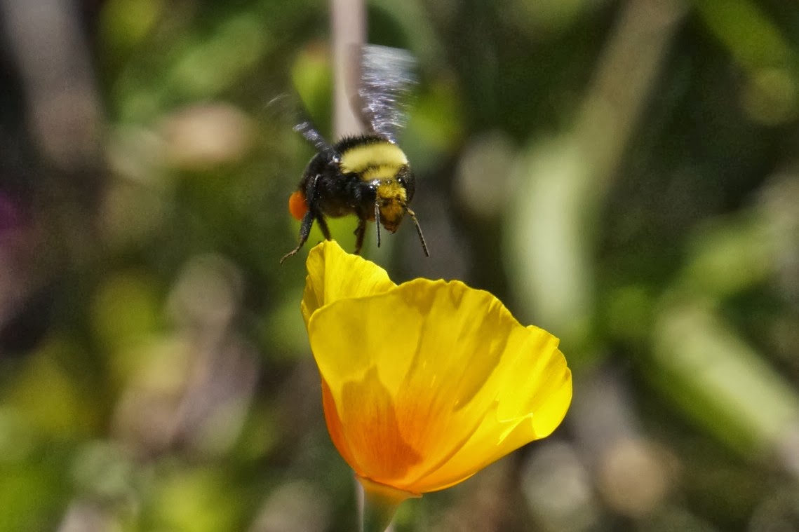 SFNature: A Native: The Yellow-faced Bumblebee