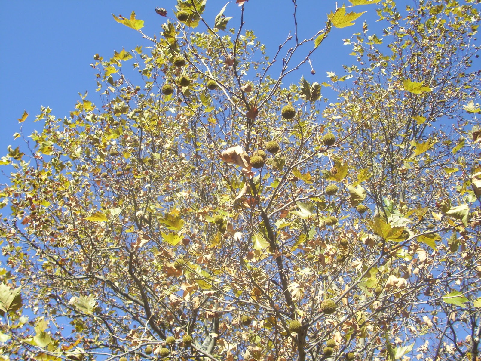 Virginia Tree Blog: 1: American Sycamore