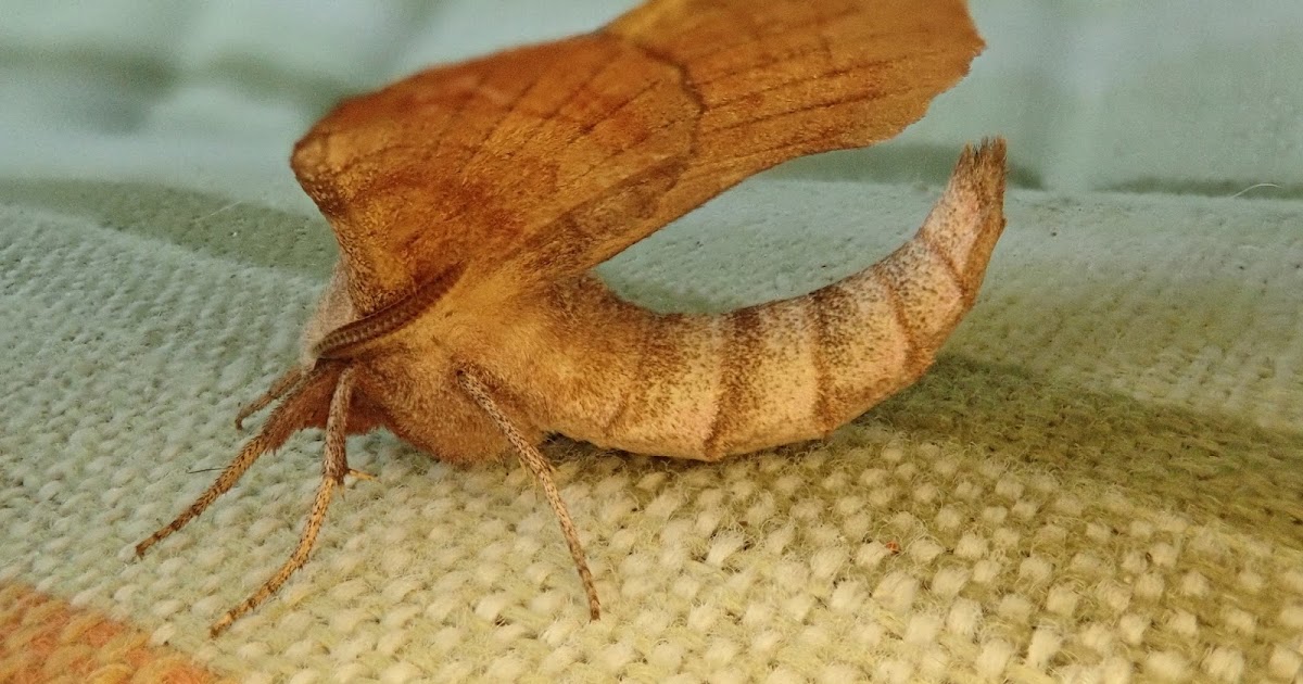 Springfield Plateau: Walnut Sphinx Moth