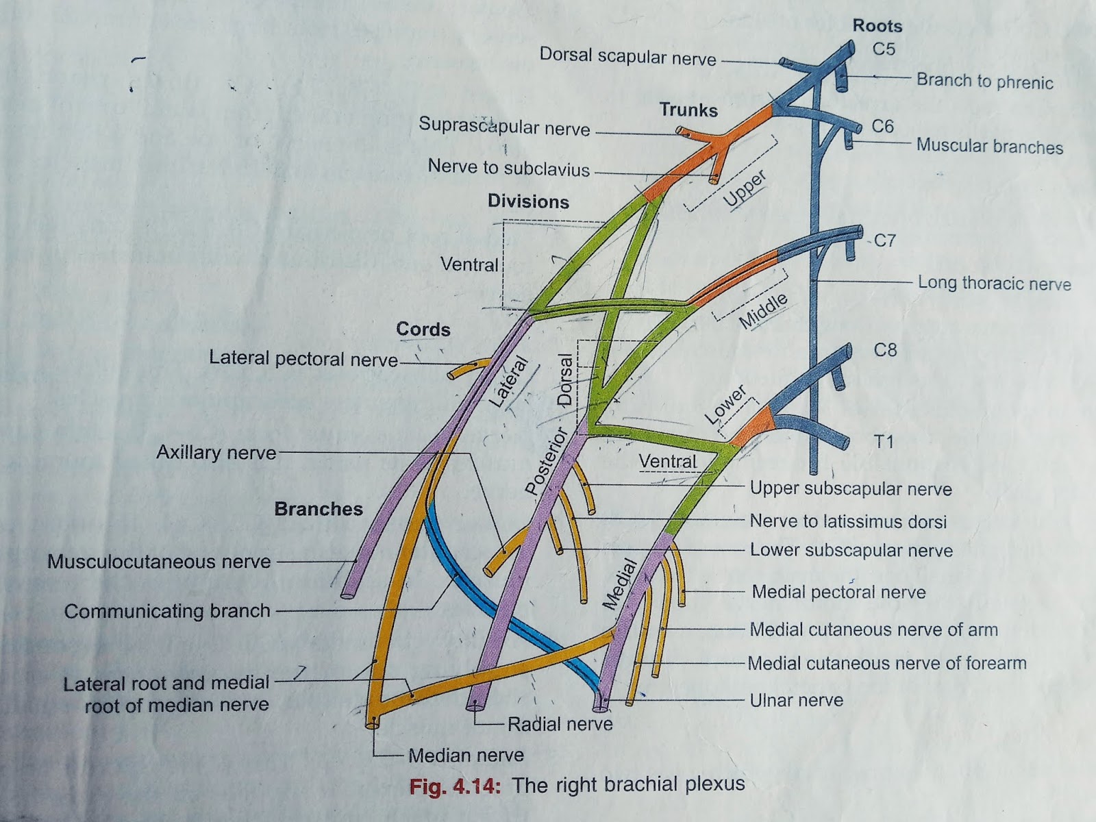 Anatomy Brachial plexus