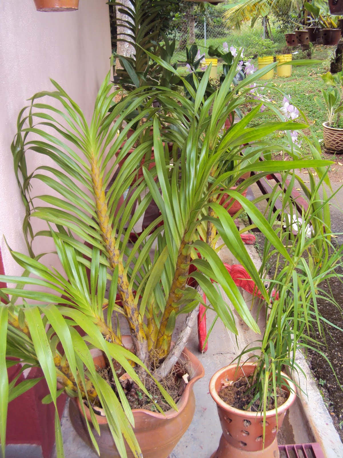 orchids fan: Anggerik Omak Den