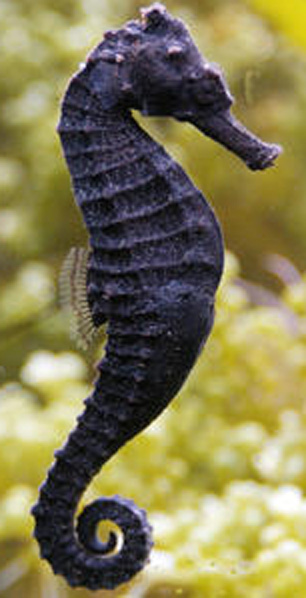 encinarosa-elarbolmiamigo: Caballito de Mar / Hippocampus / Fidelidad