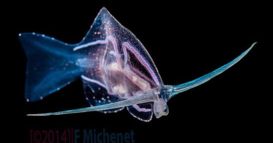 Real Monstrosities: Phylliroe