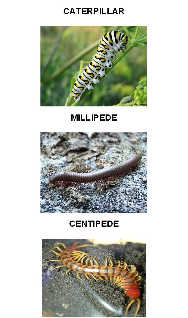 SCIENCE YEAR 3 ( ANIMALS ): ANIMALS WITH MANY LEGS