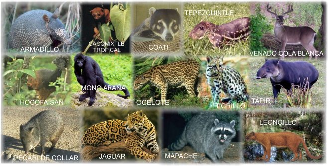 Ecología: Bloque II: Bosque templado