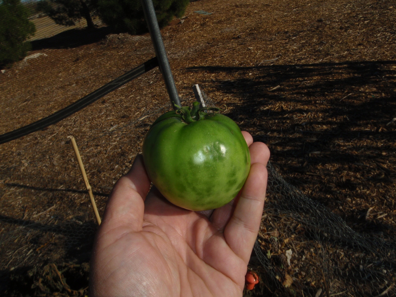 Xtremehorticulture of the Desert: Tomato Plants Still Strong After ...