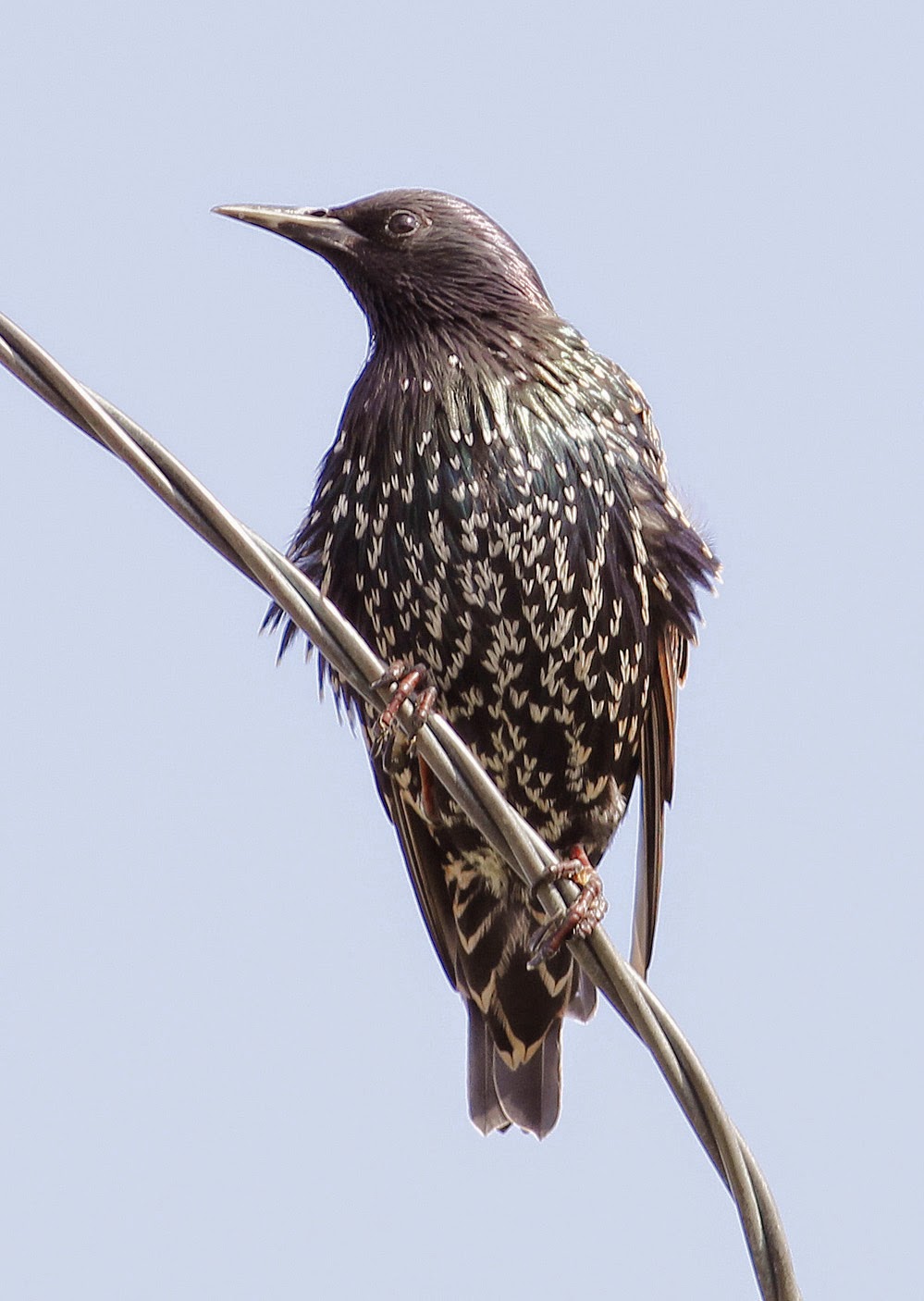 Another Bird Blog: Wood You Believe It?