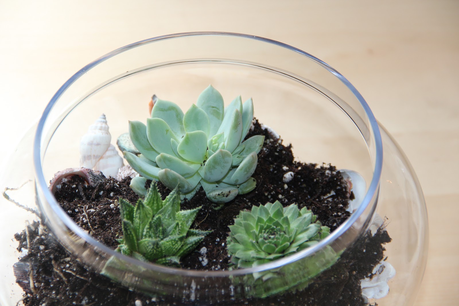 Satin And Salt: DIY: Crystal and Succulent Terrarium