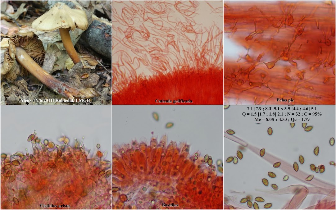 Microscopía de hongos. Vol 4. O - R: Phaeocollybia lugubris