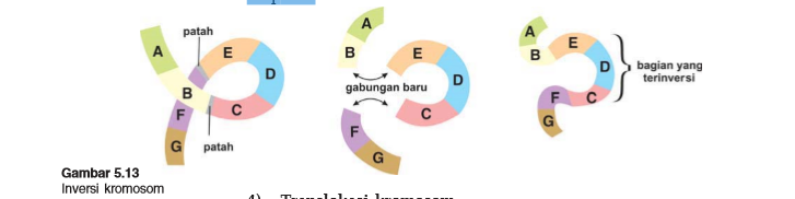 Mutasi Kromosom - Our Akuntansi