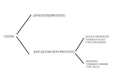 Membahas Materi Enzim dan Keunikannya - Cergaz.com