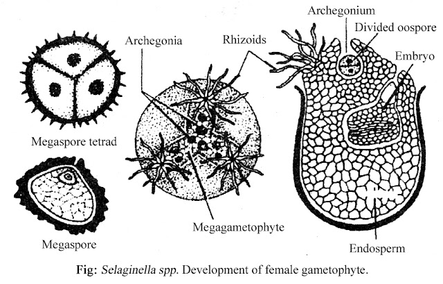 SELAGINELLA - CLASSIFICATION, STRUCTURE OF SPOROPHYTE, REPRODUCTION ...
