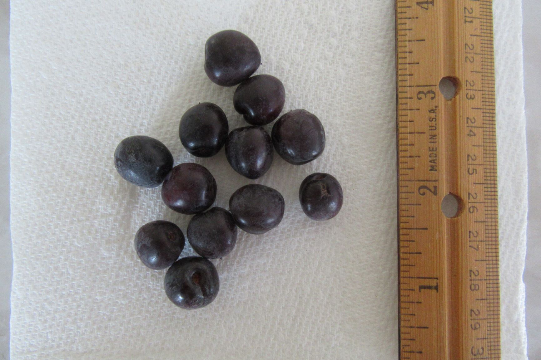 Mother Nature's Montrose Garden: Plant of the Month (July) : Western ...