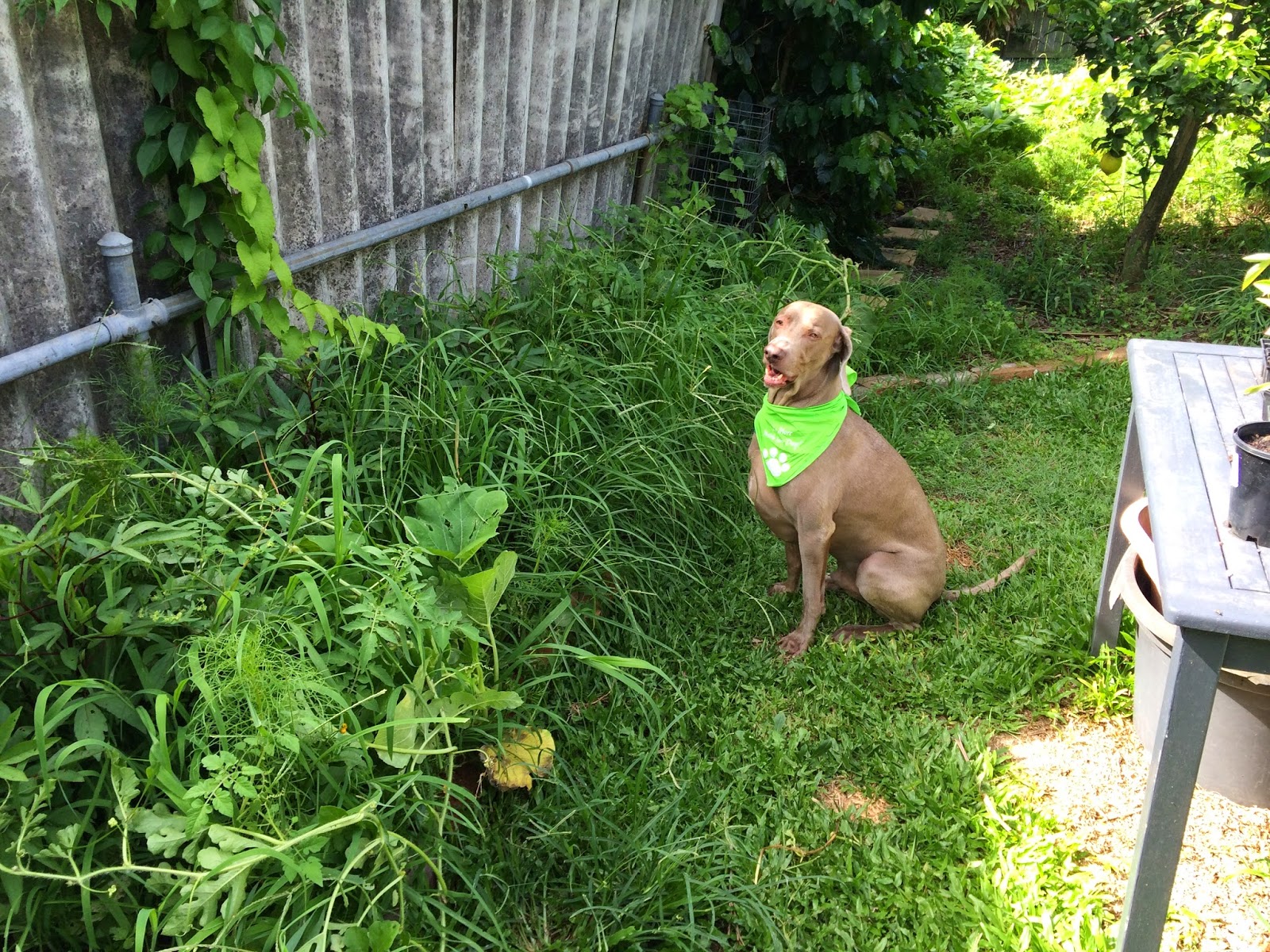 The Bountiful Backyard