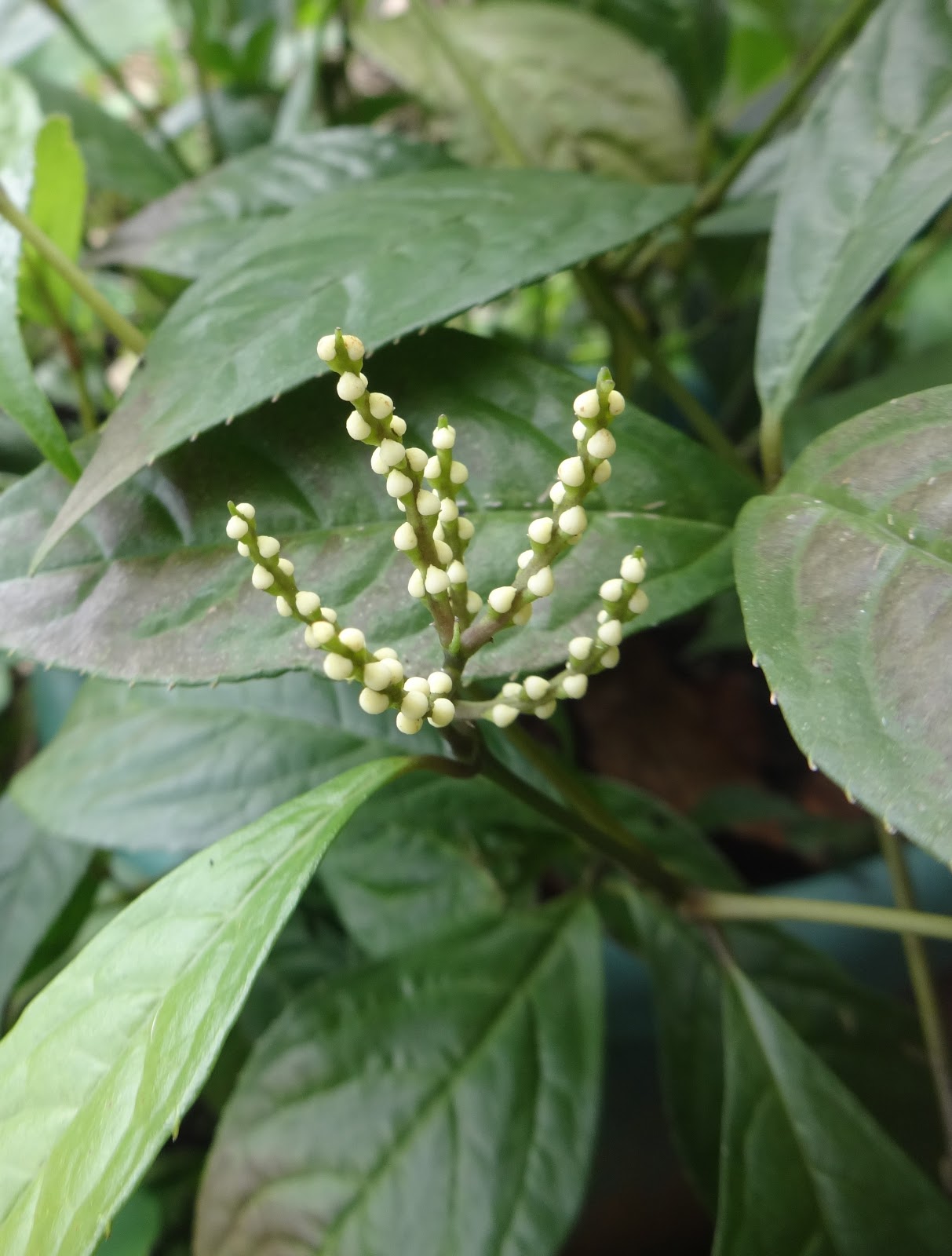 Herbs from Distant Lands: Chloranthus erectus - Yasinha, Yu Zi Lan ...