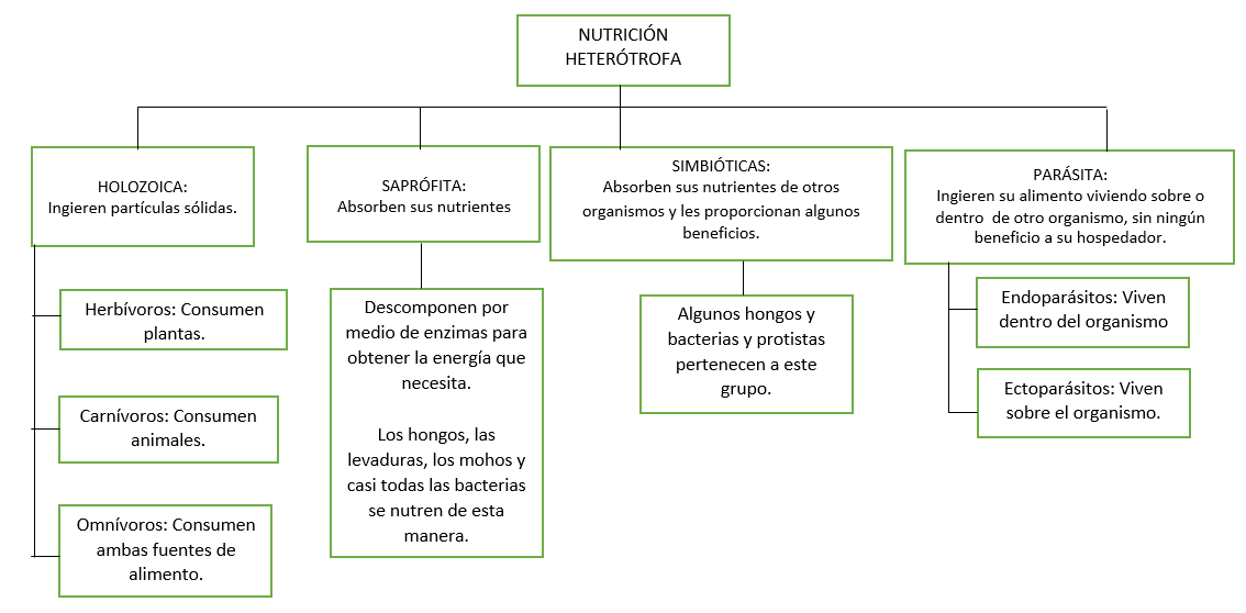 Una Aventura en las Ciencias: Nutrición heterótrofa