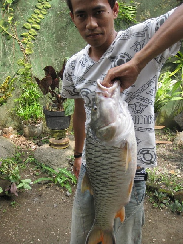 Budidaya Ikan Tawes (Puntius Javanicus) Wader Atau Putihan - cara ...