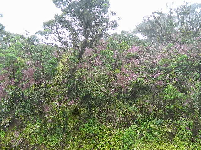 Wild Flowers from Horton Plains Sri Lanka - Pictures | SL Flora