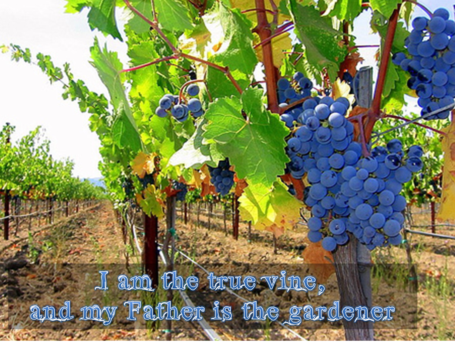 HOW IN THE WORLD I Am The True Vine John 15 1 17 Refracted