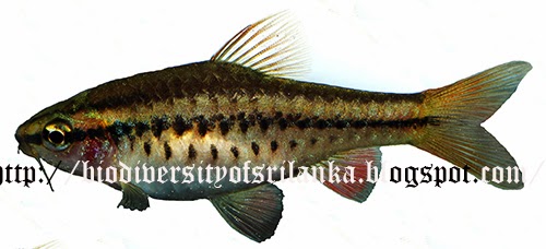 Biodiversity of Sri Lanka: ලේ තිත්තයා/දොල තිත්තයා/වයිරන් තිත්තයා ...