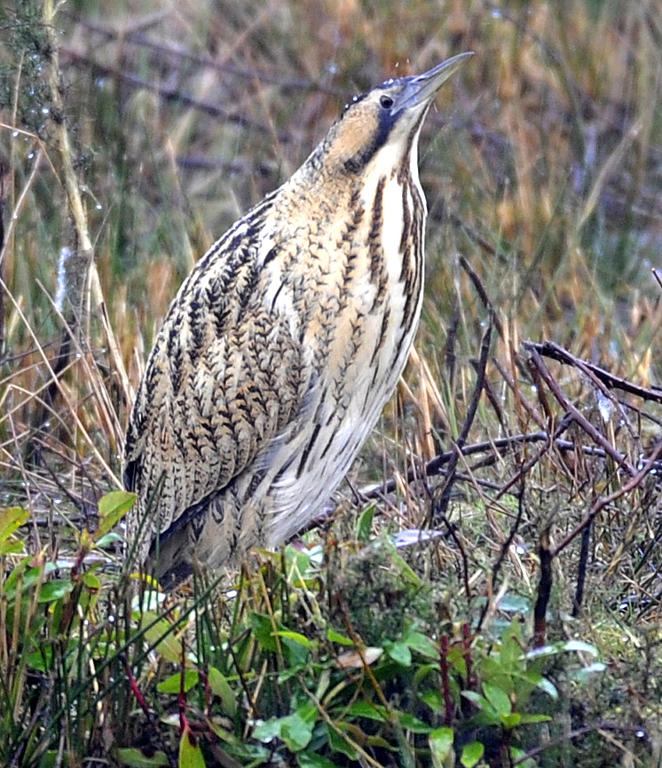 Brian Rafferty...Wildlife Photographer: March 2017