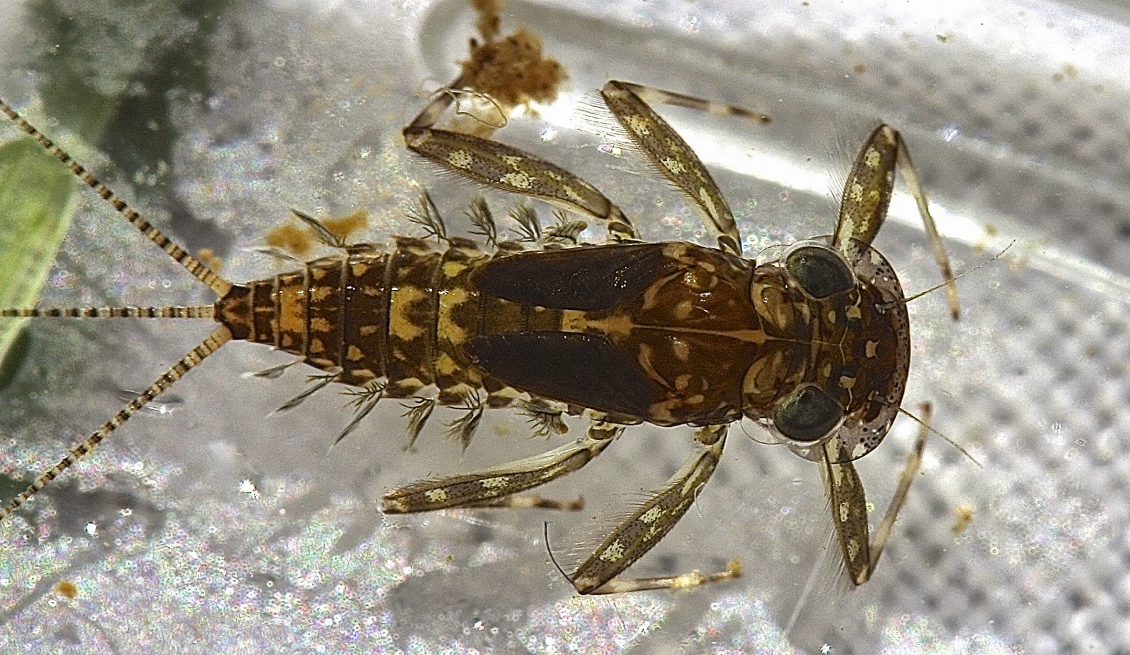 Aquatic Insects of Central Virginia: Leucrocuta flatheaded mayflies ...