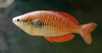 Ikan Rainbow Kuromoi; Klasifikasi, Morfologi, Habitat Dll - Melek Perikanan
