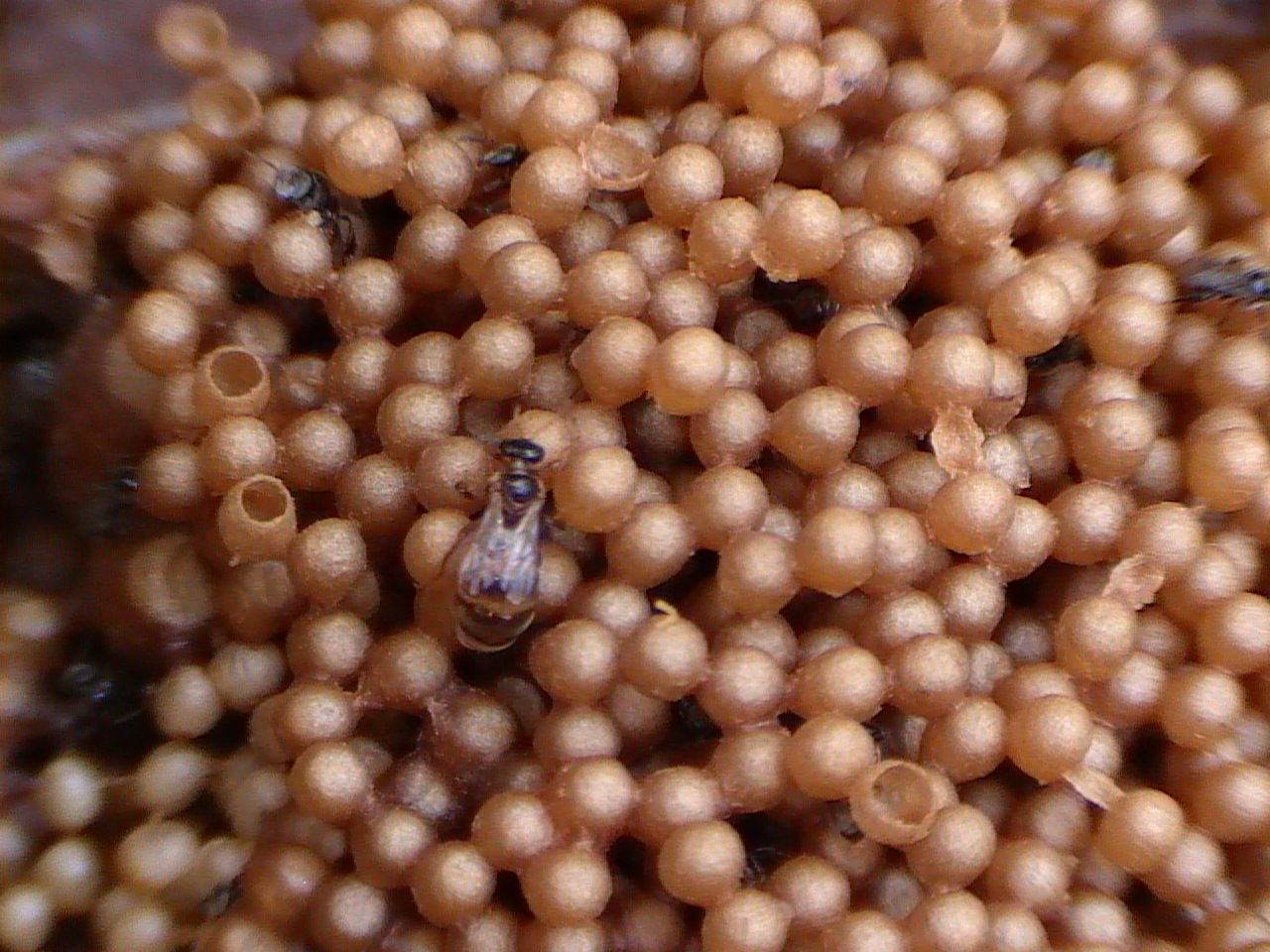 Jual Madu Klanceng Murni 087739117318: Cara Budidaya Lebah Klanceng