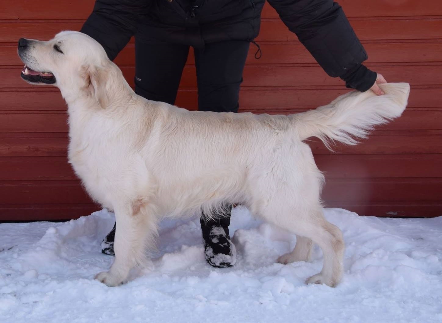 Kennel Røysjømarka: Mine hunder