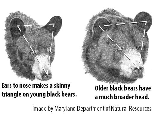 How To Spot The Difference Between a Mature and Adolescent Black Bear.