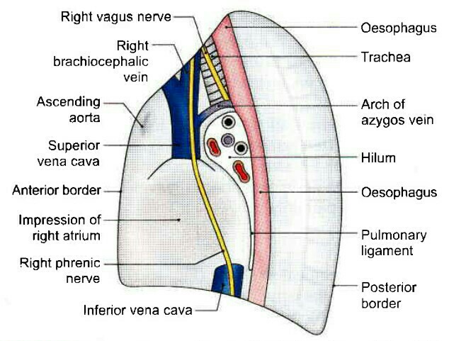 Lungs Anatomy