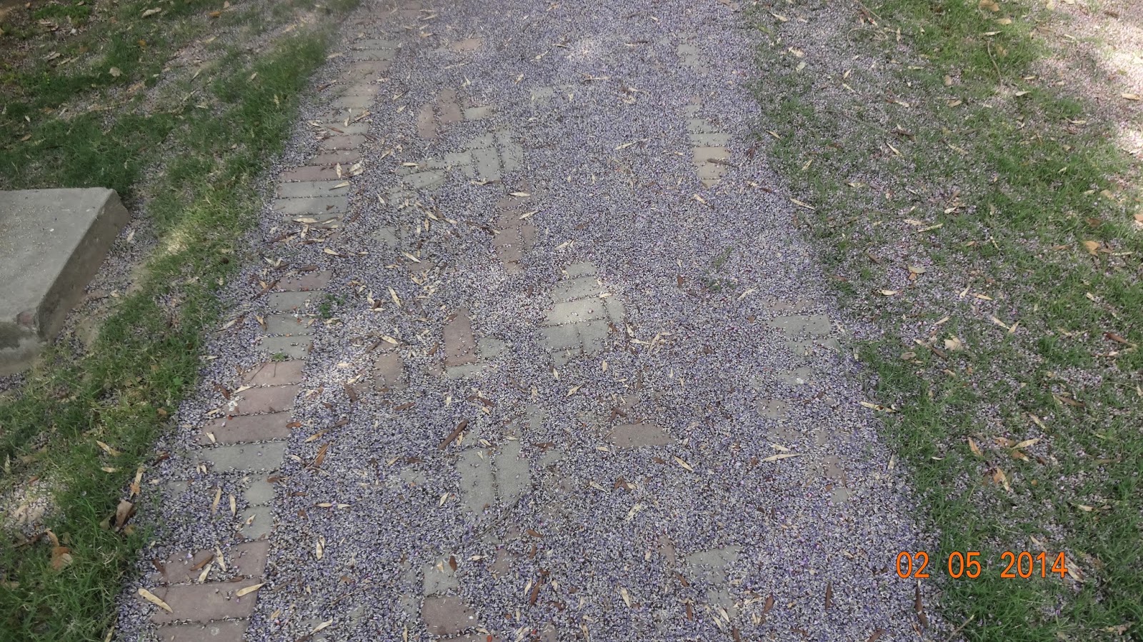 Plants of Lahore - Pakistan: Millettia- Villayti Shishum- Lilac profile