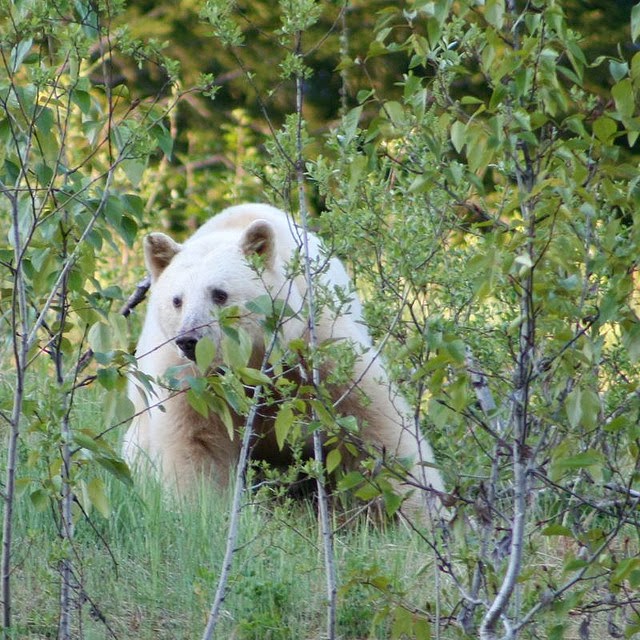 The Kermode Bear: Spirit Bear of British Columbia | The Ark In Space