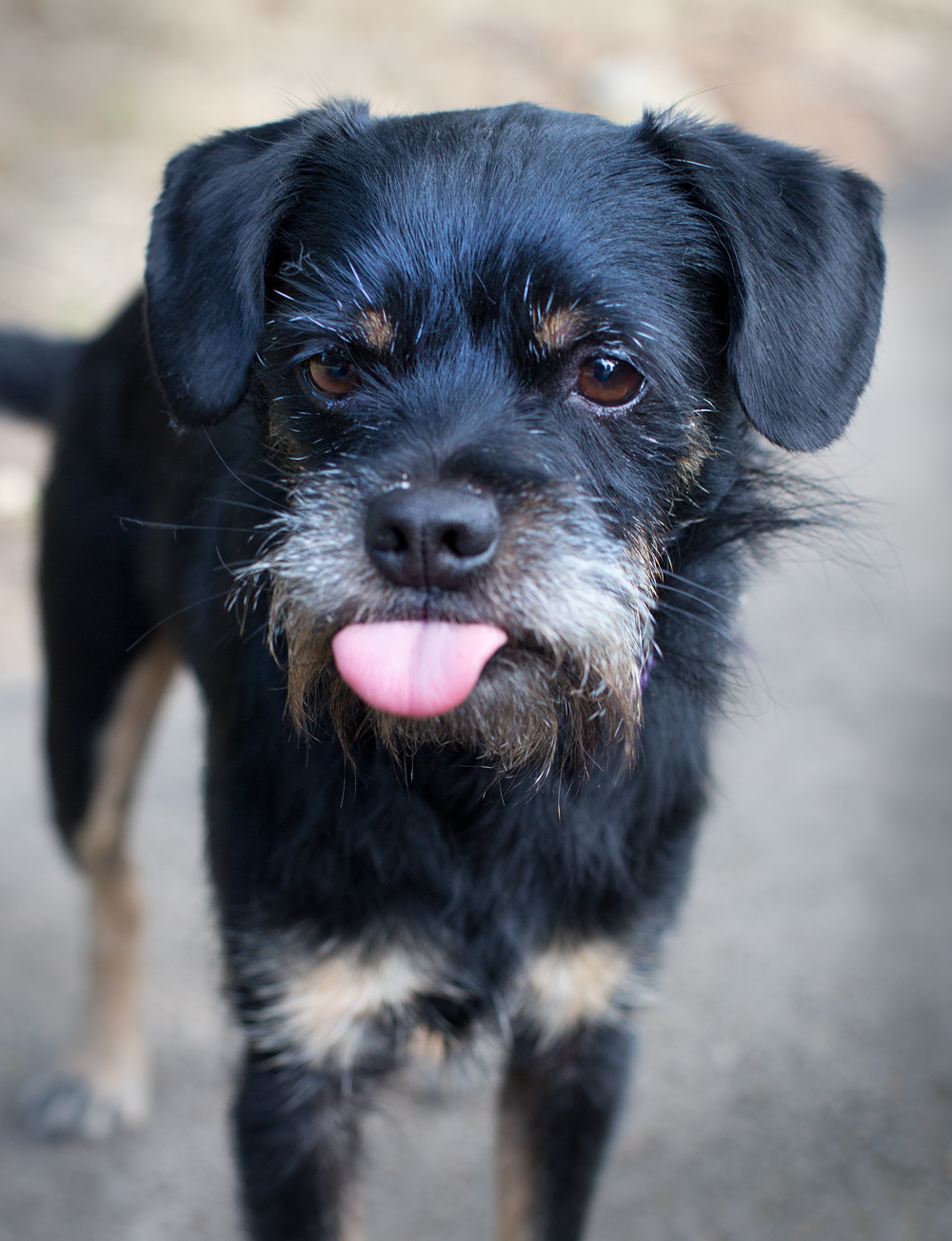 Shelter Dogs of Portland: "FISH" adorable terrier mix