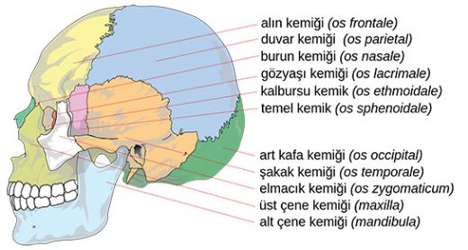 bilgievlerim: Anatomi Kafa Kemikleri