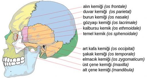 bilgievlerim: Anatomi Kafa Kemikleri