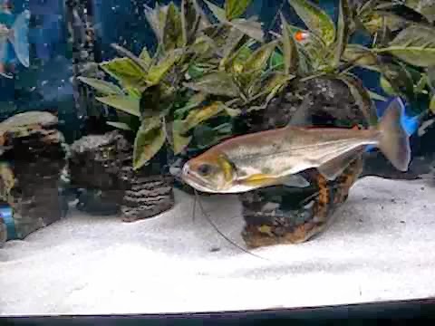 Amazing Vampire Tetra Fish Predator from Peru