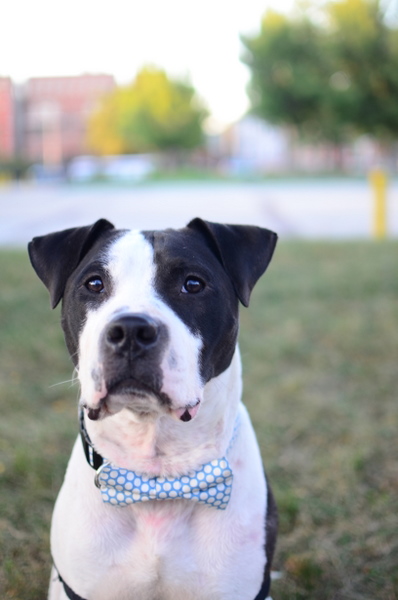 Two Pitties in the City: Super-Levi's Alter-Ego: Levi-Kent