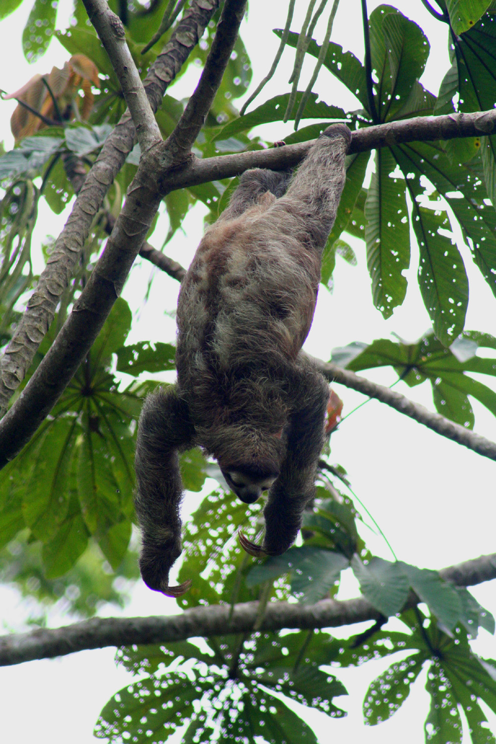 BOHEMIAN adventures: Adventures in the Costa Rican jungle - sloths ...