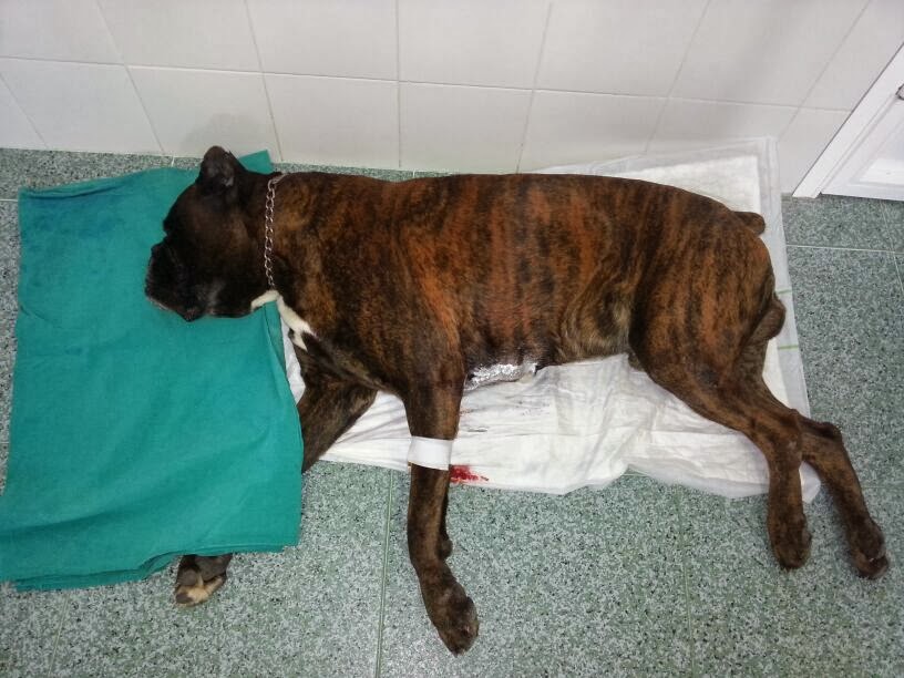 BLOG DE VICENTE PEÑA: Tumor en bóxer