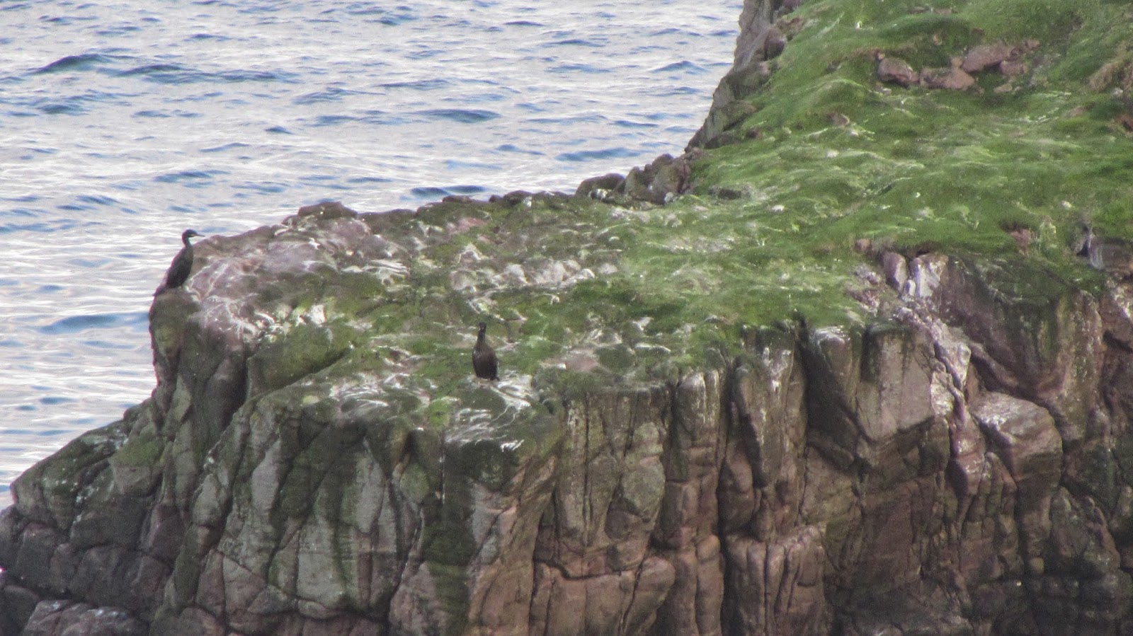 Nimanoma: Rock pooling on the beaches of Scotland