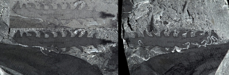 Blog de la Vida Prehistórica: Aysheaia