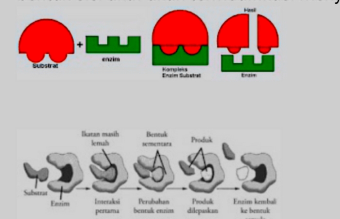 Materi Biologi tentang Enzim - Ata Nabu