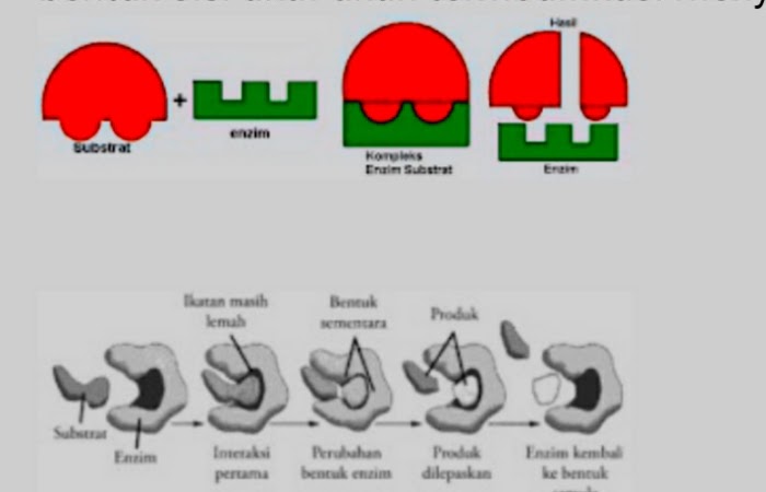 Materi Biologi Sma Xii Tentang Enzim Dan Fungsinya - Riset