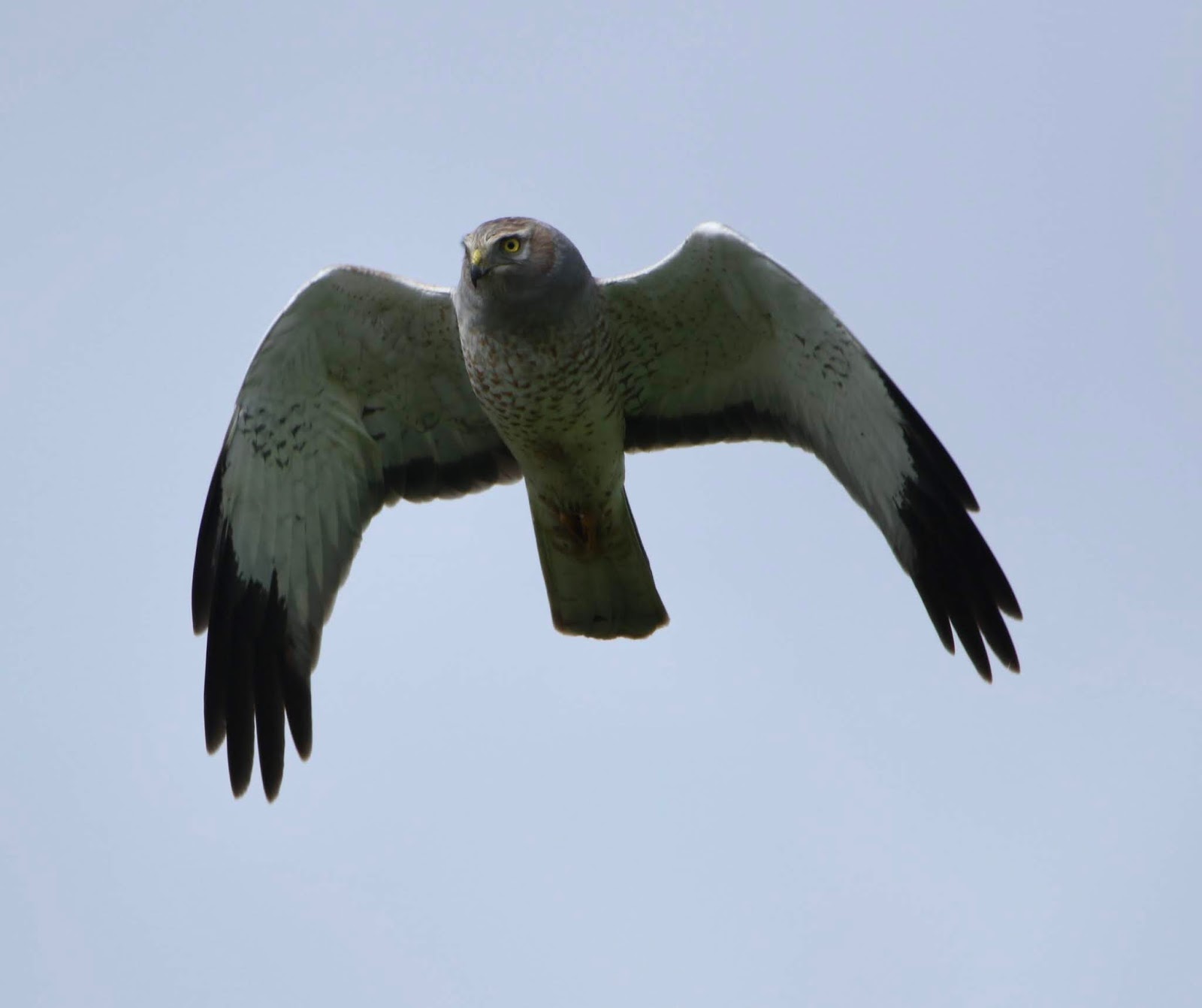 Various Oregon Birding Piks: Northern Harrier