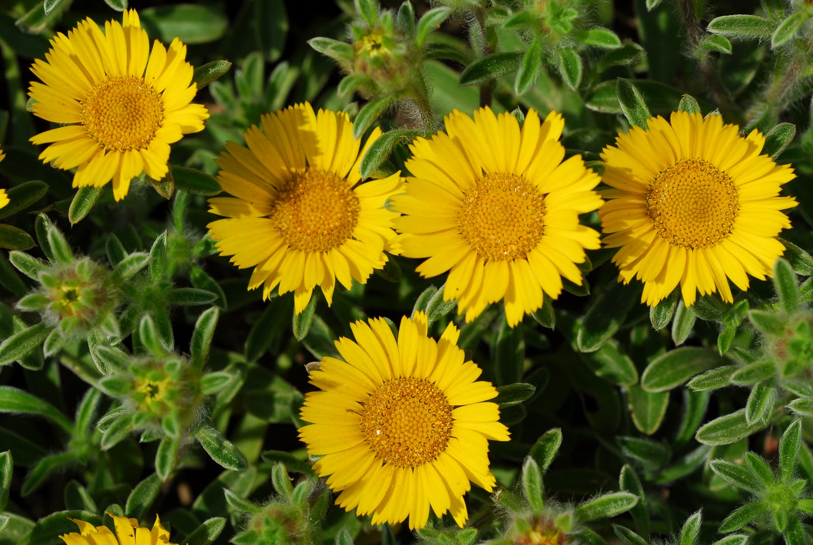 Mediterranean Gardens: Mediterranean climate lawns and groundcovers